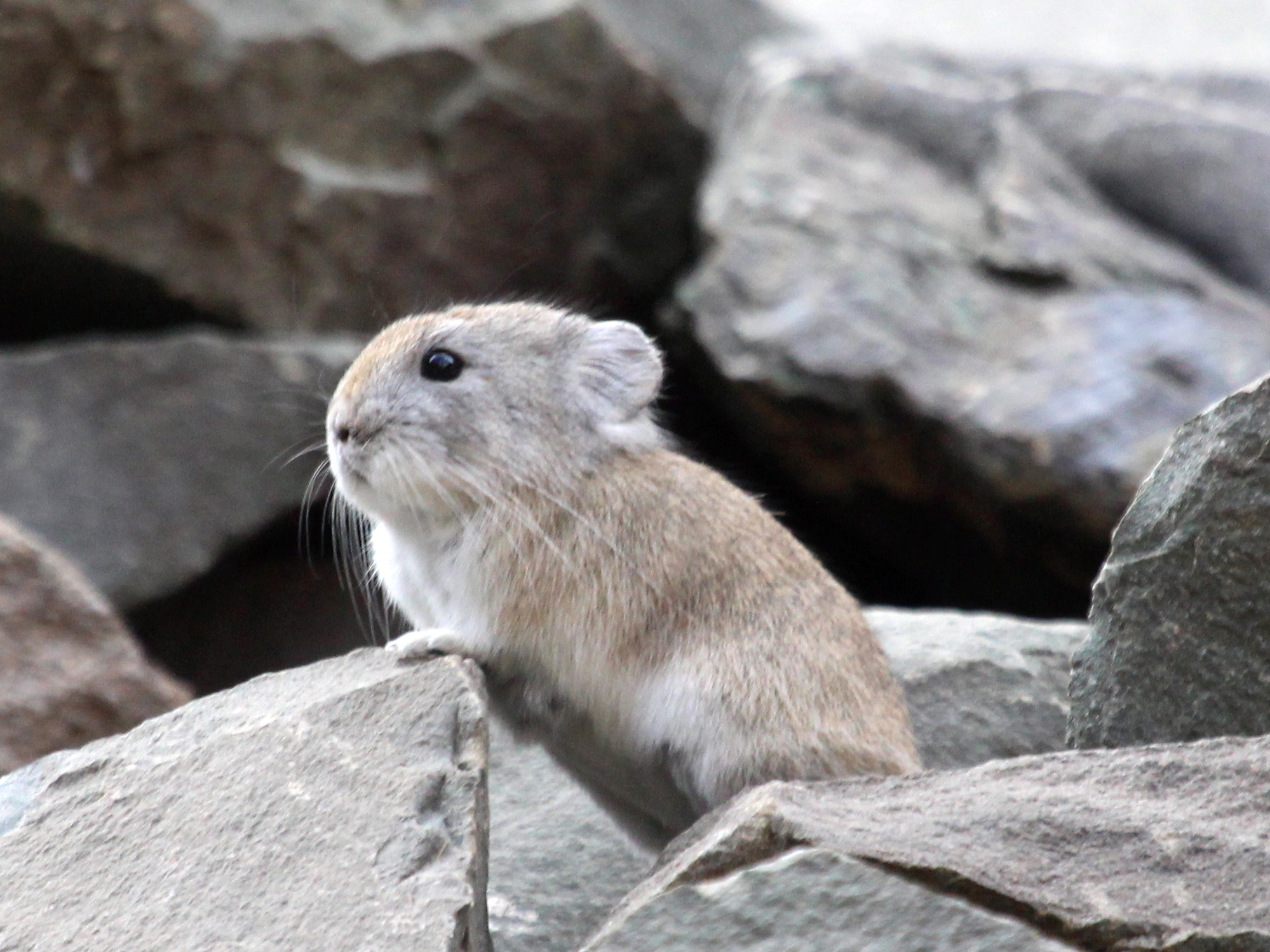 Index of /Oriental/Images/India