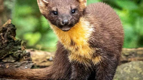 Egyptian Weasels - Mammal Watching
