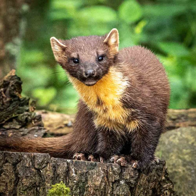 Pine Marten hide, Perth, Scotland - Mammal Watching