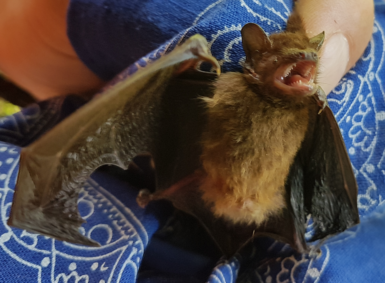 Two bats to ID, New Guinea region - Mammal Watching