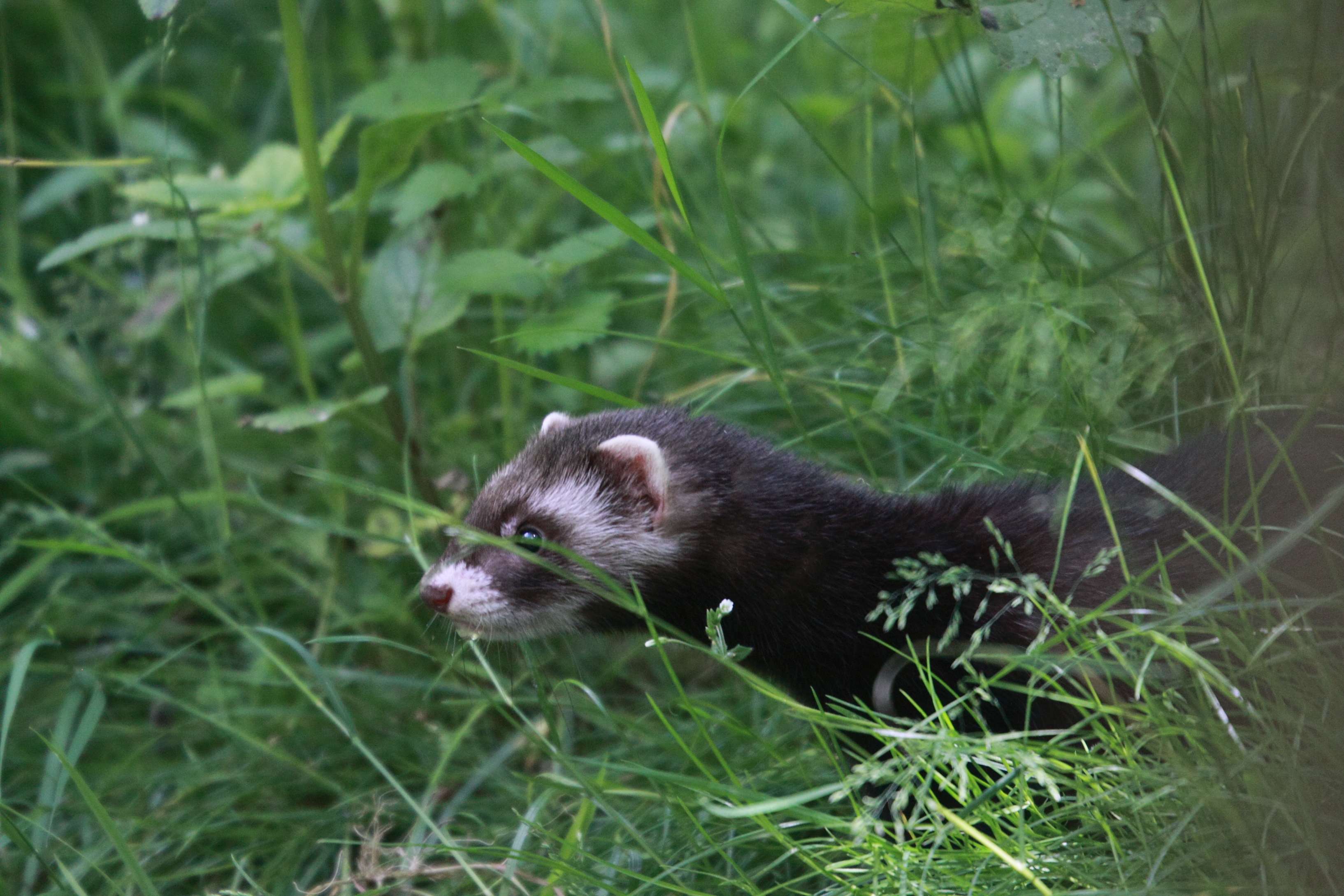 Polecat Pictures - Mammal Watching