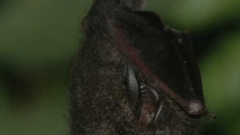 New Trip Report: The Philippines - Mammal Watching