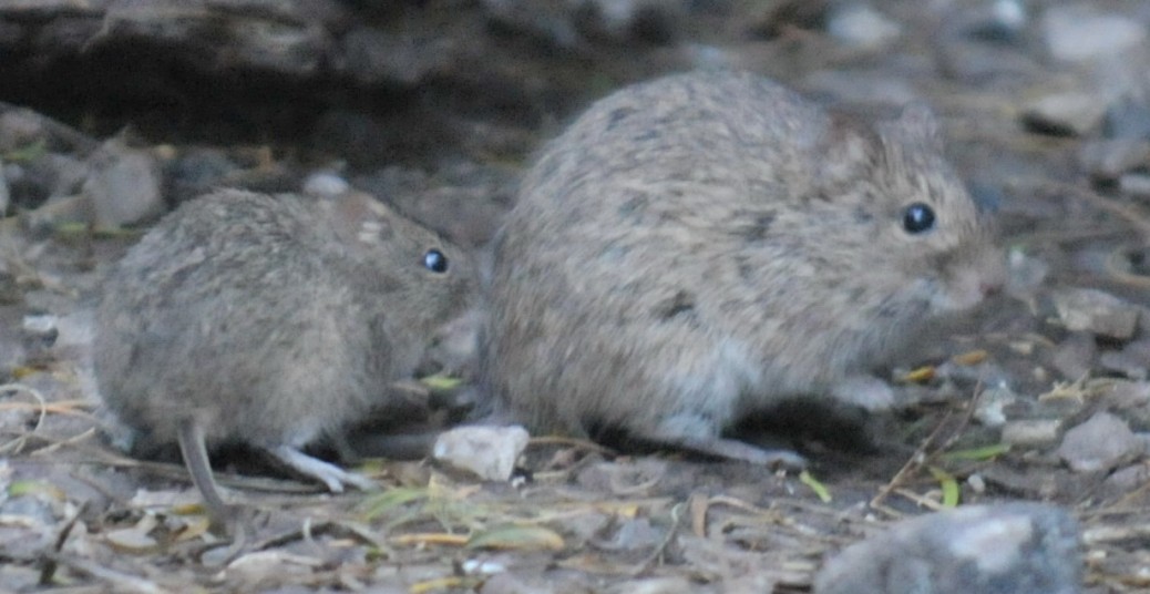 ID help for south Texas rodent - Mammal Watching