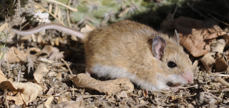 Arizona Rodents - ID required - Mammal Watching