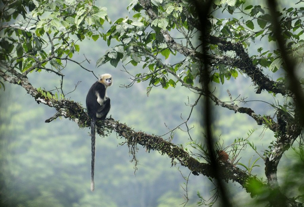 Tonkin Snub-nosed Monkey - Mammal Watching