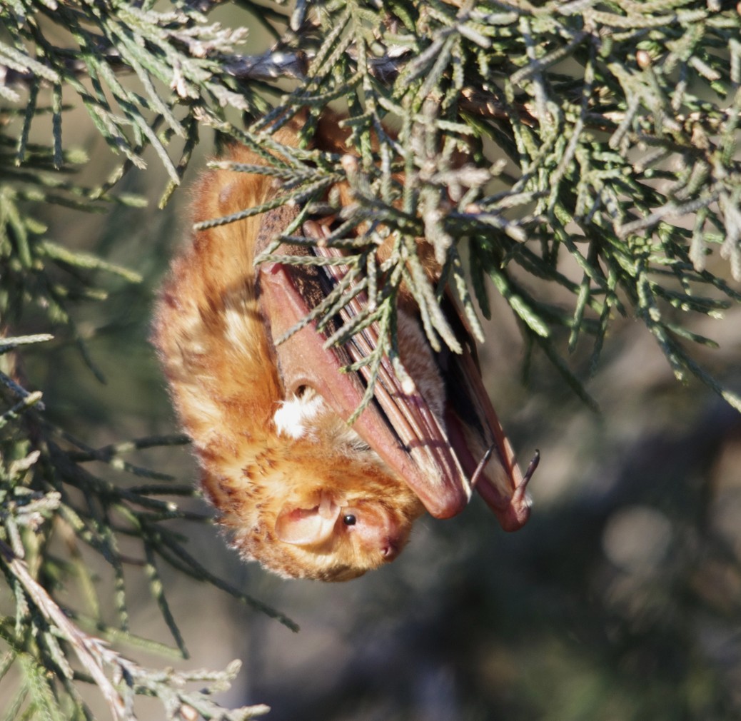 Red Bat in New Jersey - Mammal Watching