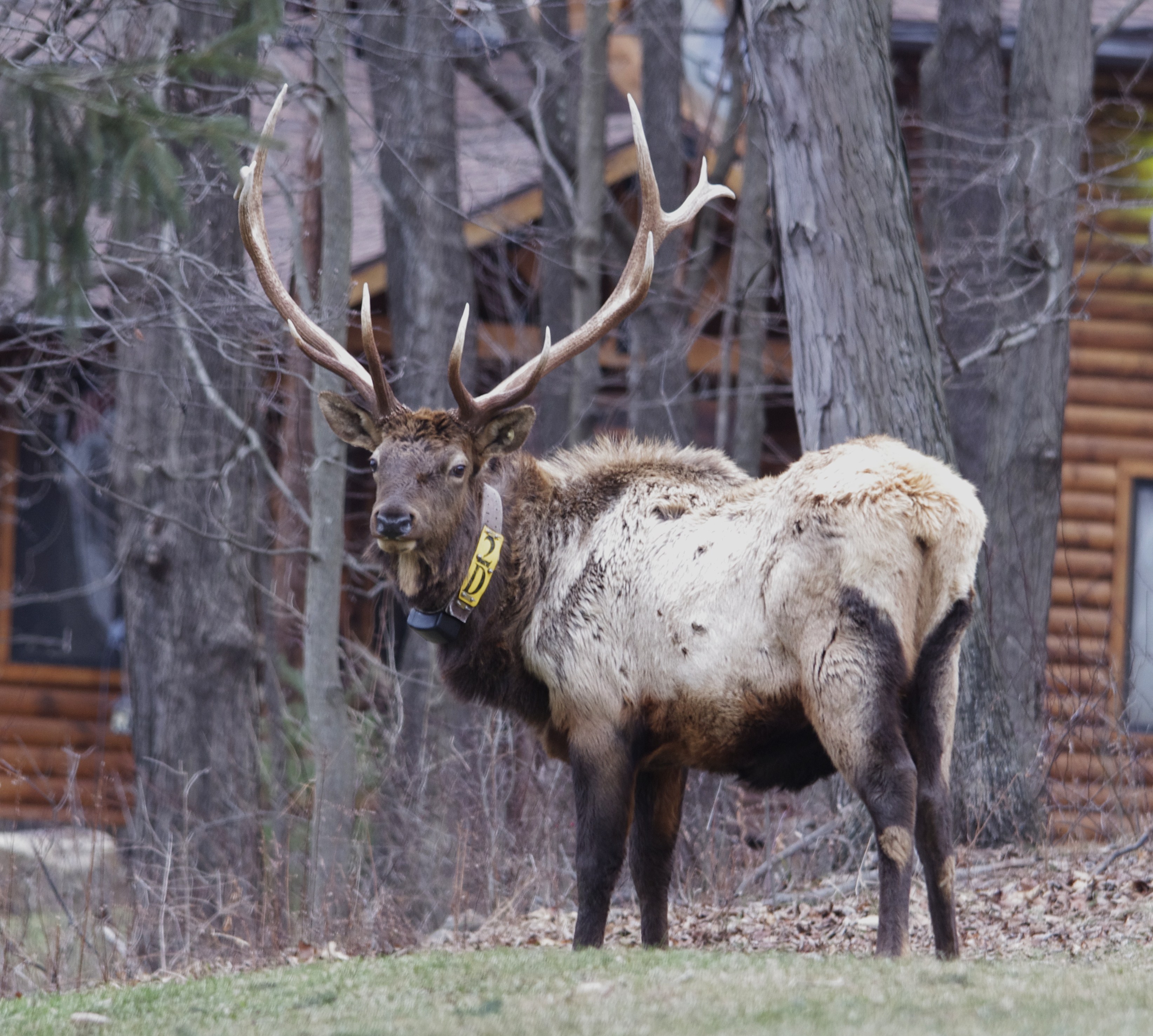 Elk in Western Pennsylvania - Mammal Watching