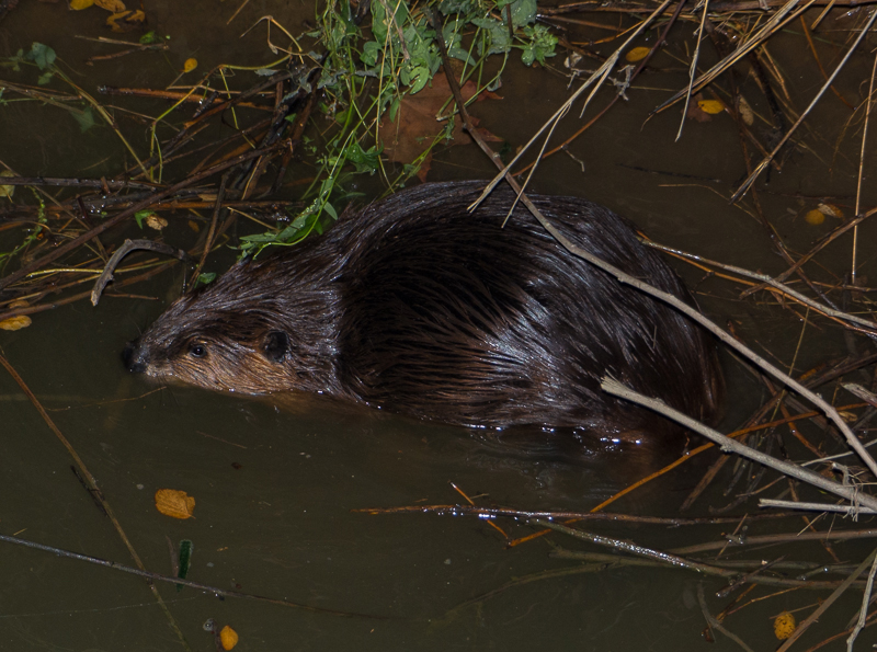 Golden beavers - Mammal Watching