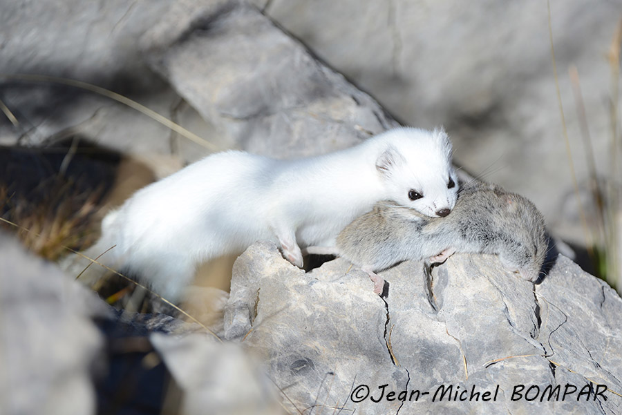 Stoat and Snow Vole - Mammal Watching