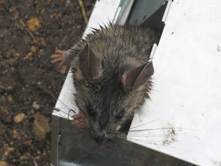 New (very brief) Trip Report: Central California - Mammal Watching