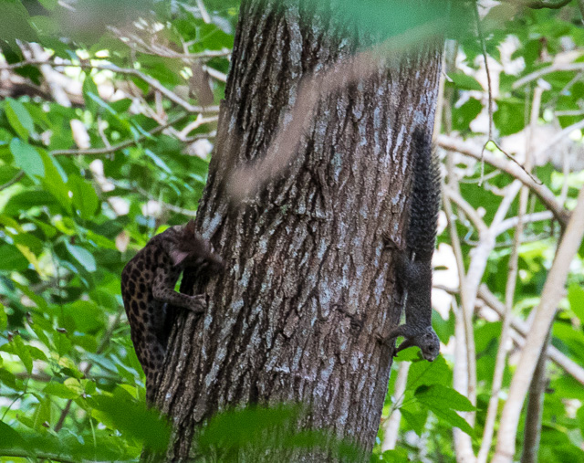Encounter with a Zanzibar Servaline Genet - Mammal Watching
