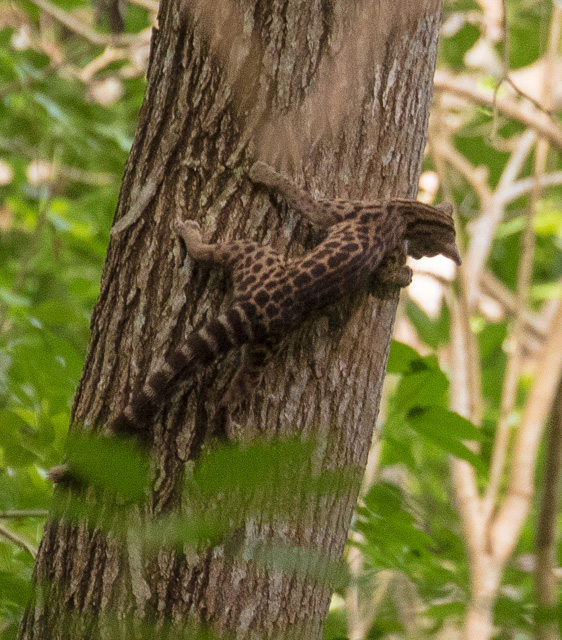 Encounter with a Zanzibar Servaline Genet - Mammal Watching