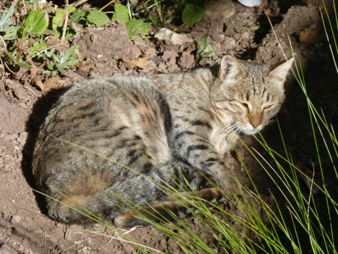 African Wildcats? - Mammal Watching