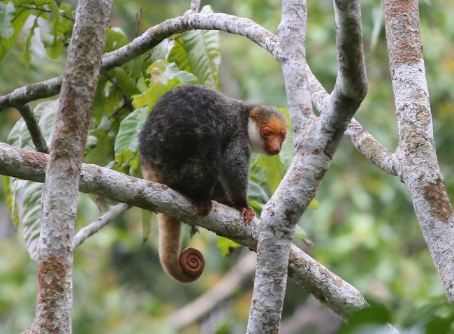 Cuscuses in West Papua - Mammal Watching