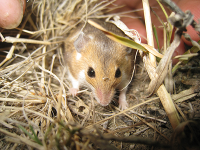 Mystery mouse - Mammal Watching