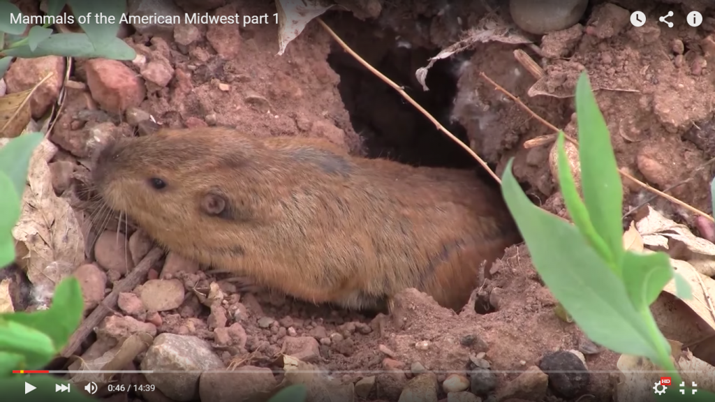 Help wanted Pocket Gopher - Mammal Watching