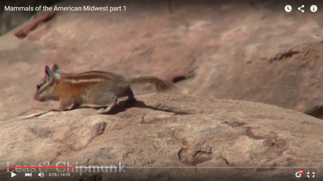 Chipmunk ID's help wanted! - Mammal Watching