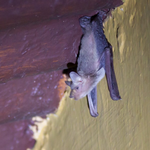 Indian bat ID - Mammal Watching
