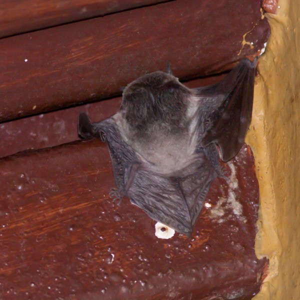 Indian bat ID - Mammal Watching
