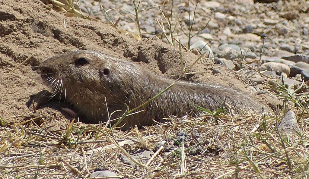 Gopher ID - Mammal Watching