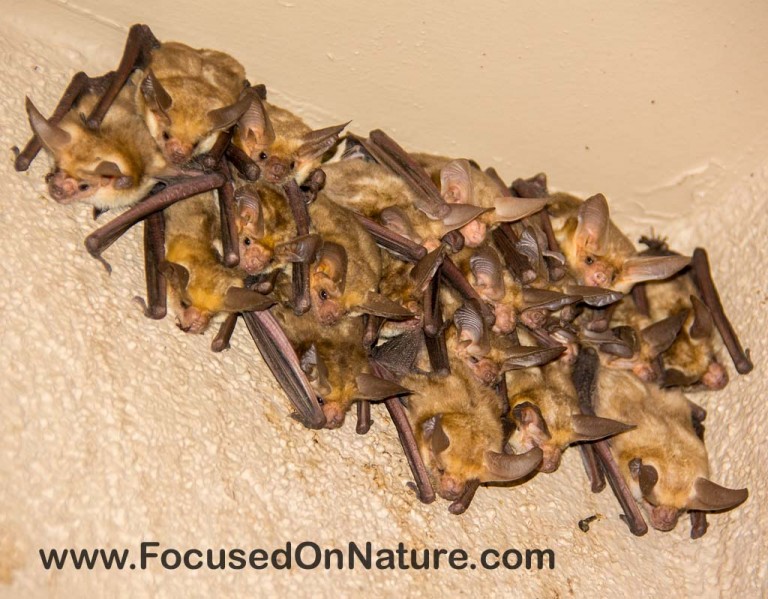 Arizona Bats – Mammal Watching