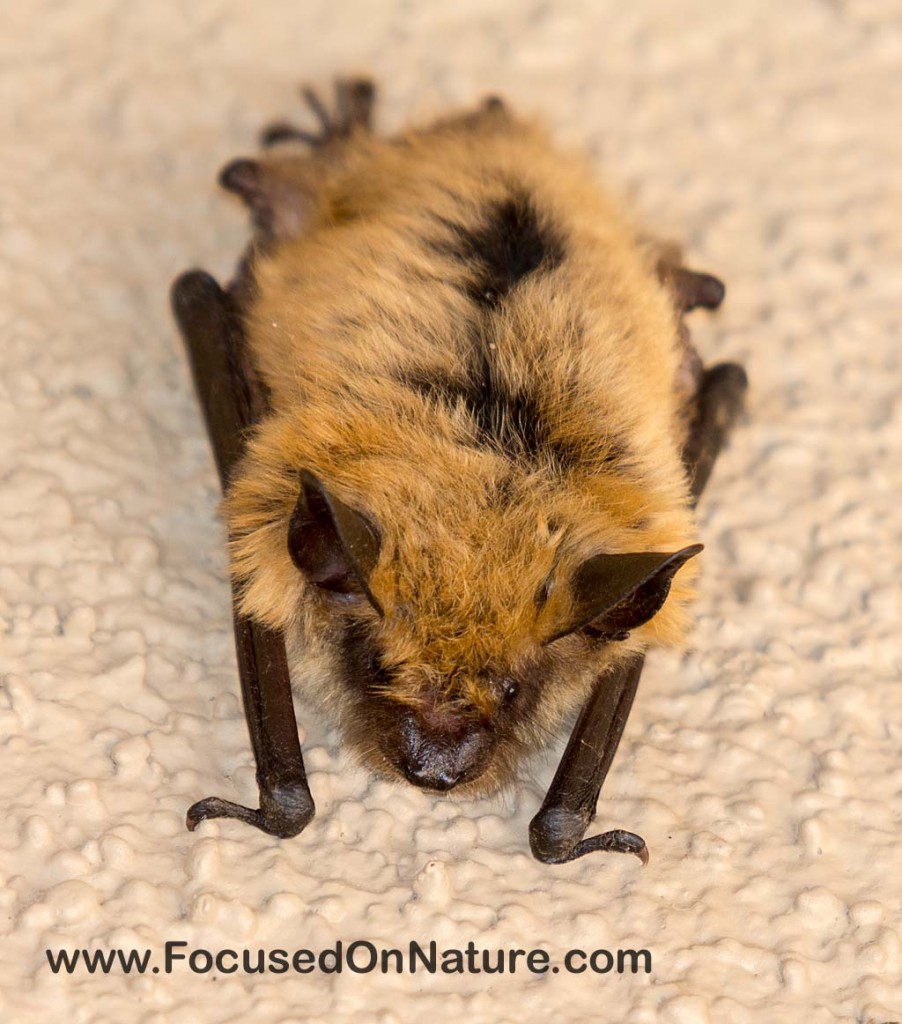Arizona Bats - Mammal Watching