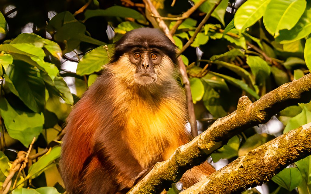 Bioko Island – Mammal Watching