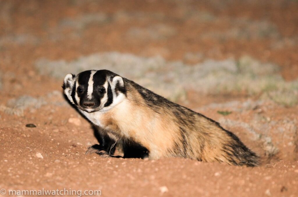 Arizona – Mammal Watching