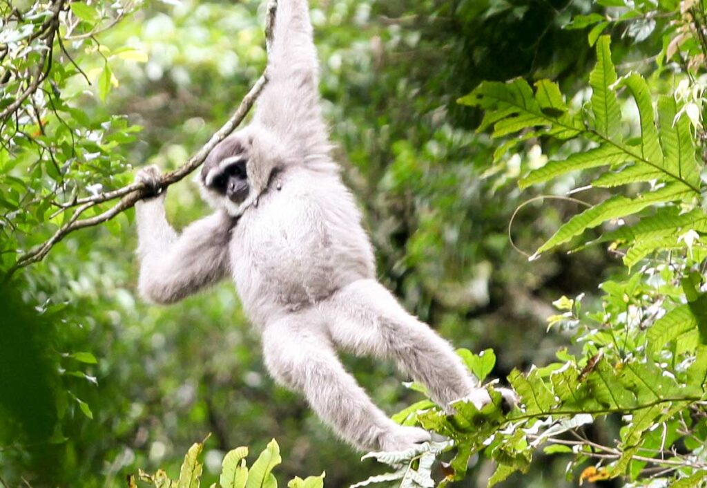 Java and Bali – Mammal Watching