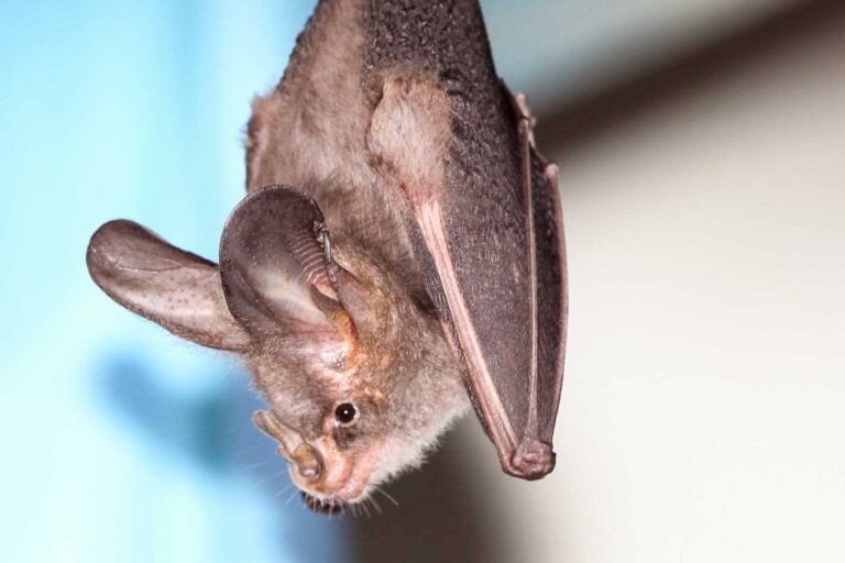 Mammal Watching – The world's best resource for mammal watchers