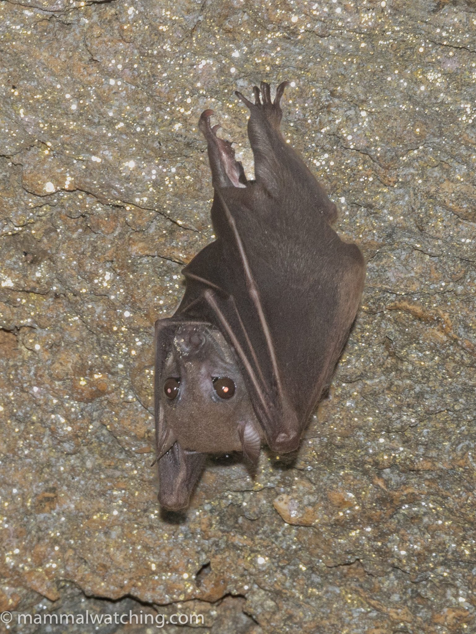 Indonesia – West Papua, Raja Ampat & the Moluccas – Mammal Watching