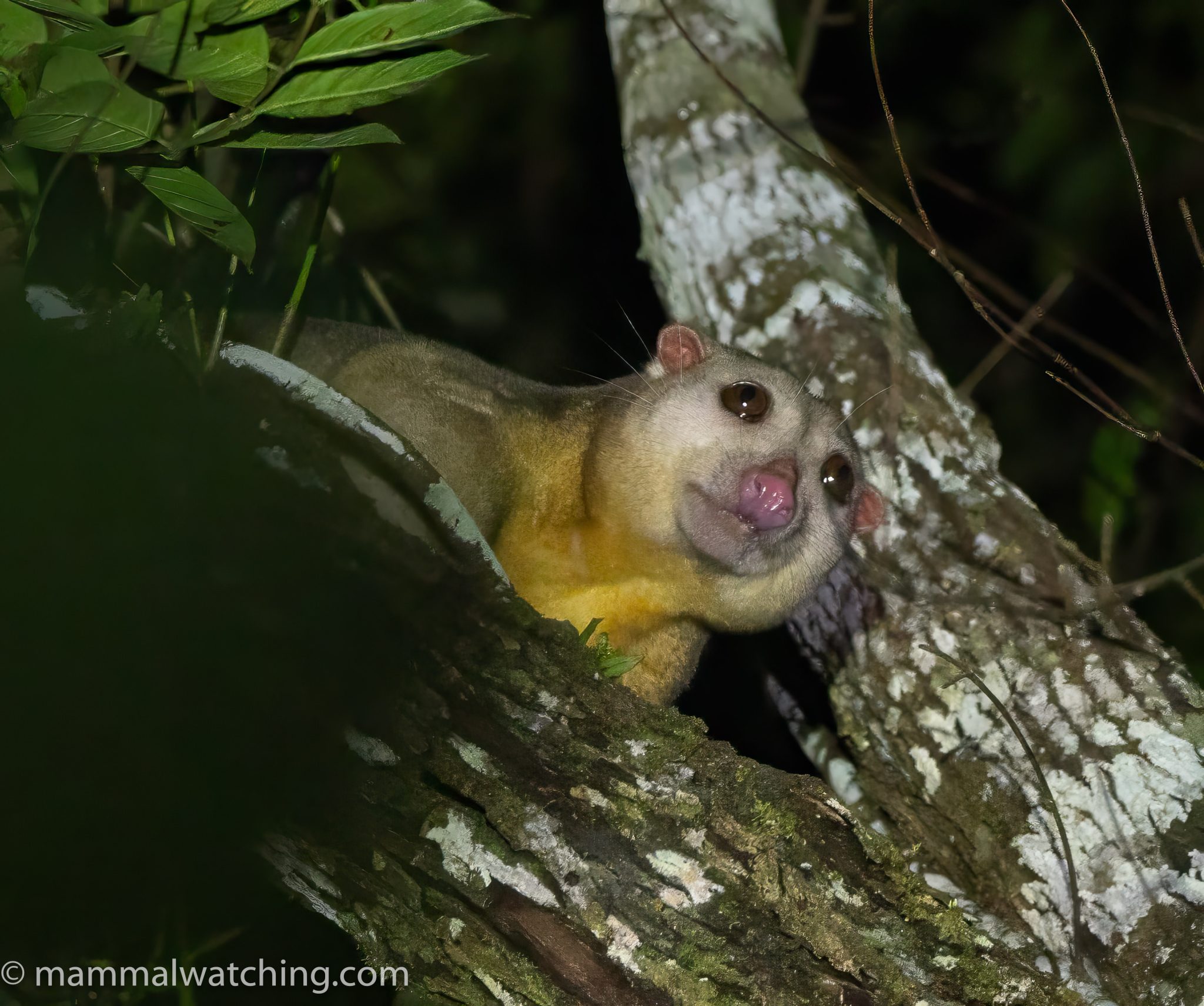 Indonesia – West Papua, Raja Ampat & the Moluccas – Mammal Watching