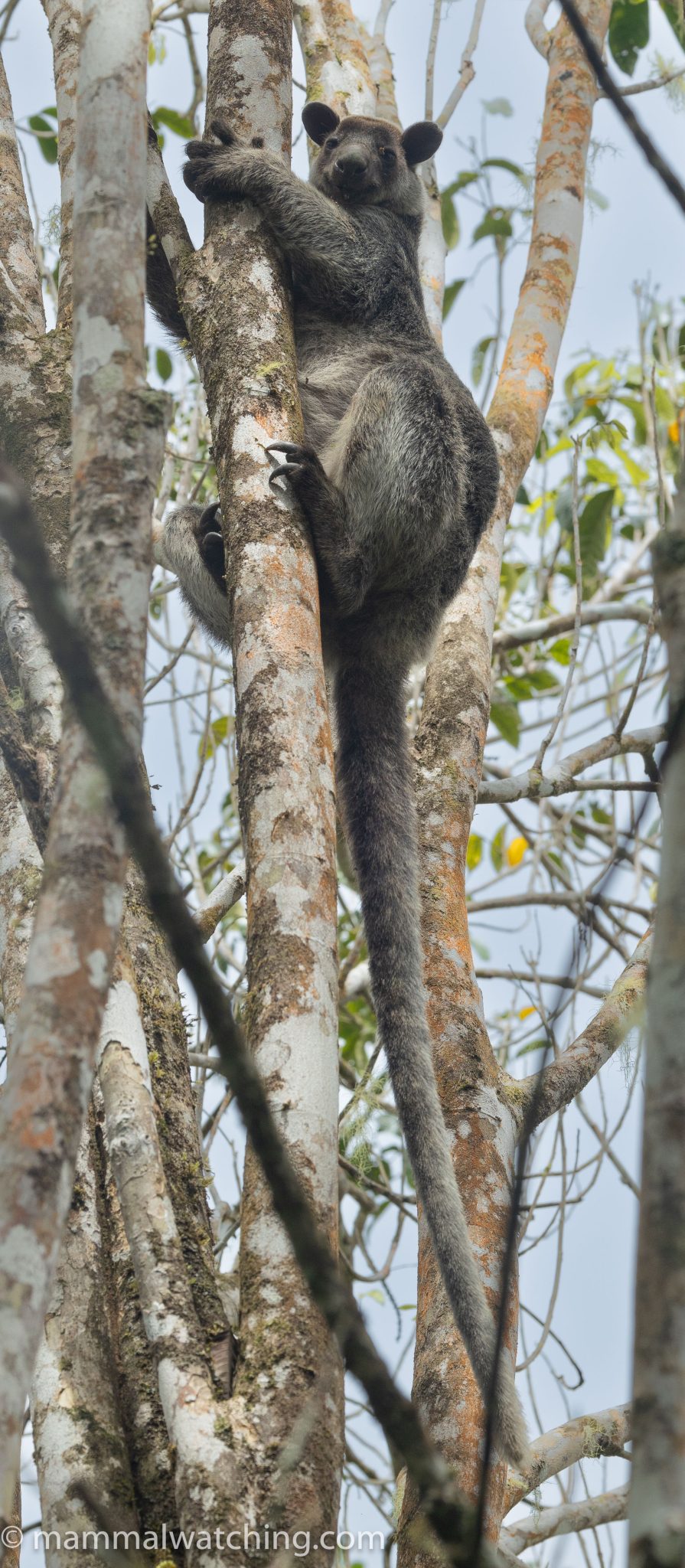 Indonesia – West Papua, Raja Ampat & the Moluccas – Mammal Watching