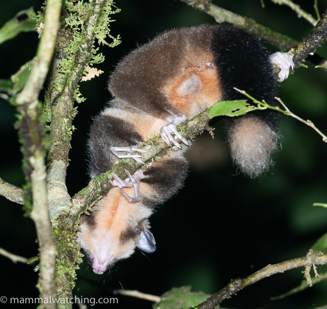 Indonesia – West Papua, Raja Ampat & the Moluccas – Mammal Watching