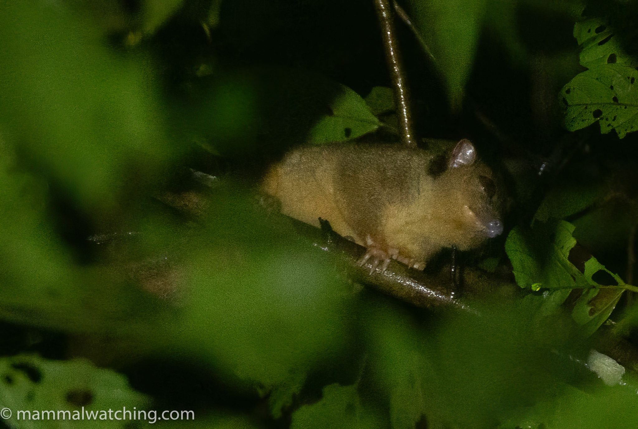 Indonesia – West Papua, Raja Ampat & the Moluccas – Mammal Watching