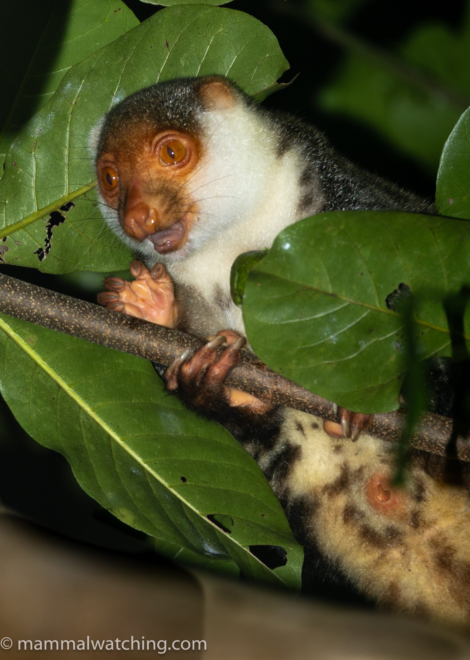 Indonesia – West Papua, Raja Ampat & the Moluccas – Mammal Watching