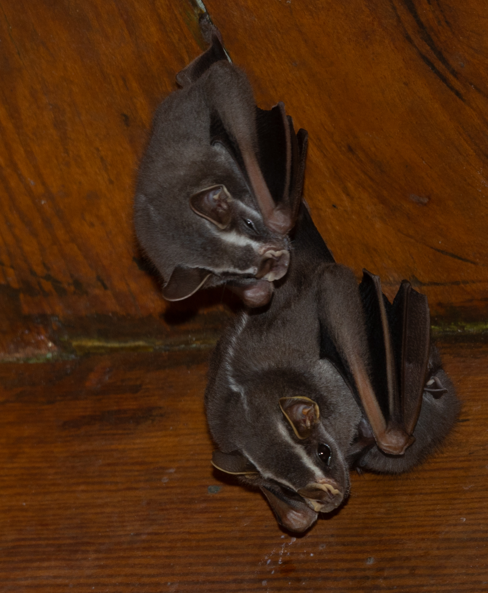 Panama – Mammal Watching