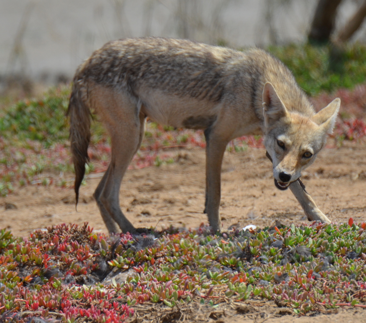 Senegal Mammal IDs - Mammal Watching