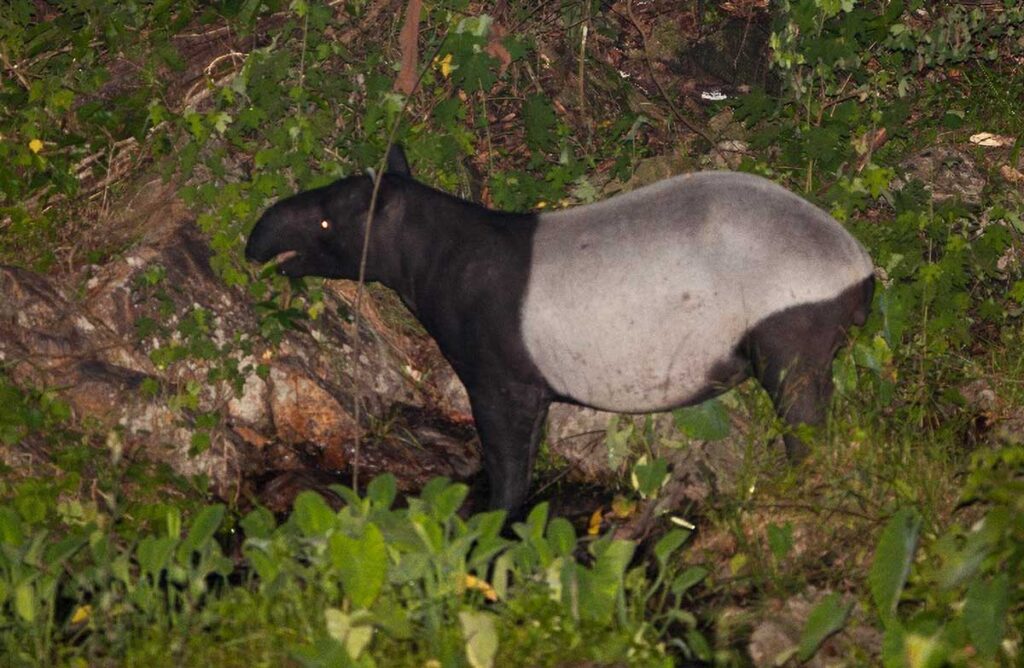 Peninsula Malaysia – Mammal Watching