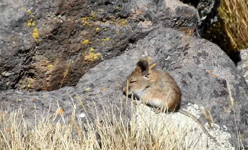 ID question rodent Andes in S Peru - Mammal Watching