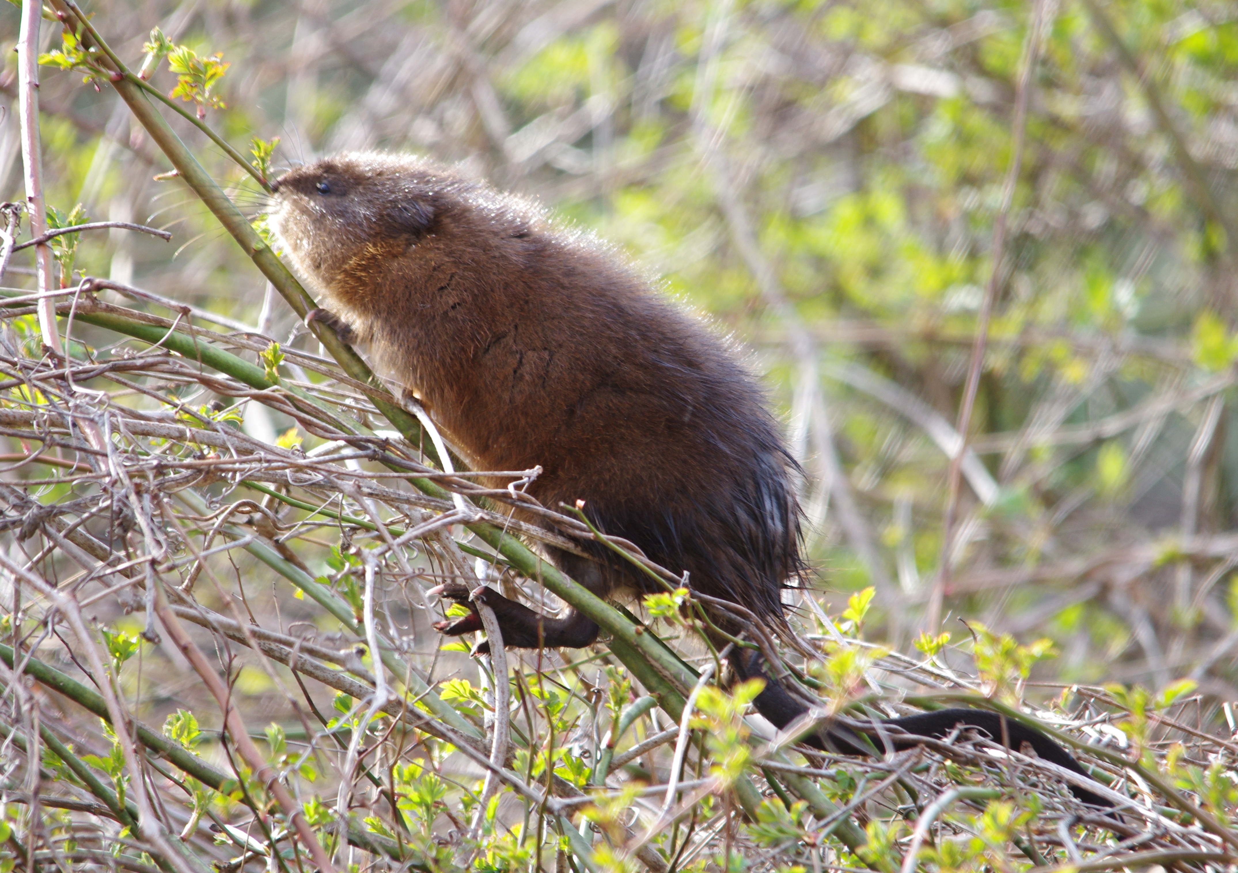 Muskrat
