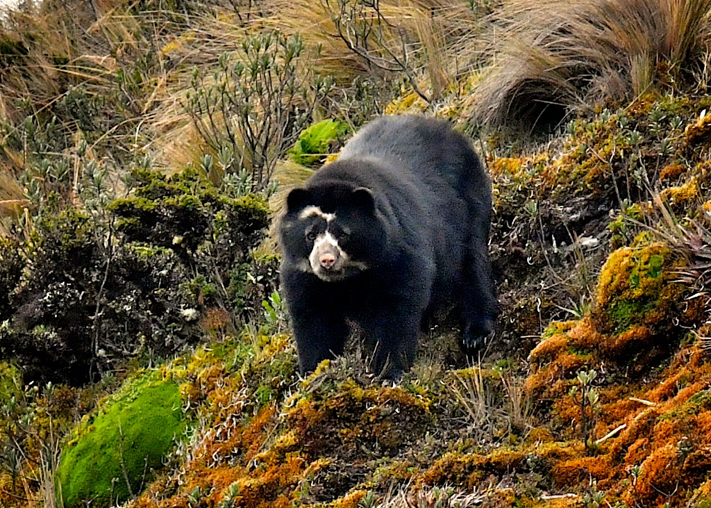 Ecuador January 2018 (Spectacled Bear, Olinguito) - Mammal Watching