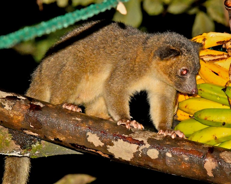Ecuador January 2018 (Spectacled Bear, Olinguito) - Mammal Watching