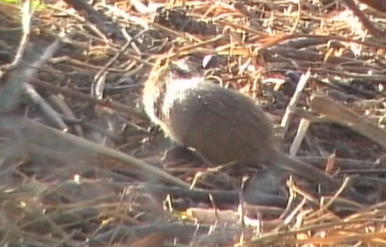 ID question India, Soft-furred Field Rat? - Mammal Watching