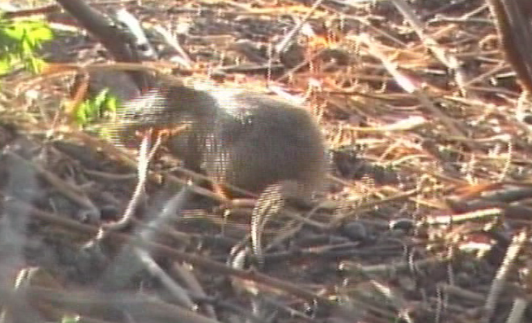 ID question India, Soft-furred Field Rat? - Mammal Watching