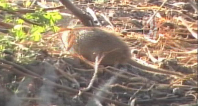 ID question India, Soft-furred Field Rat? - Mammal Watching
