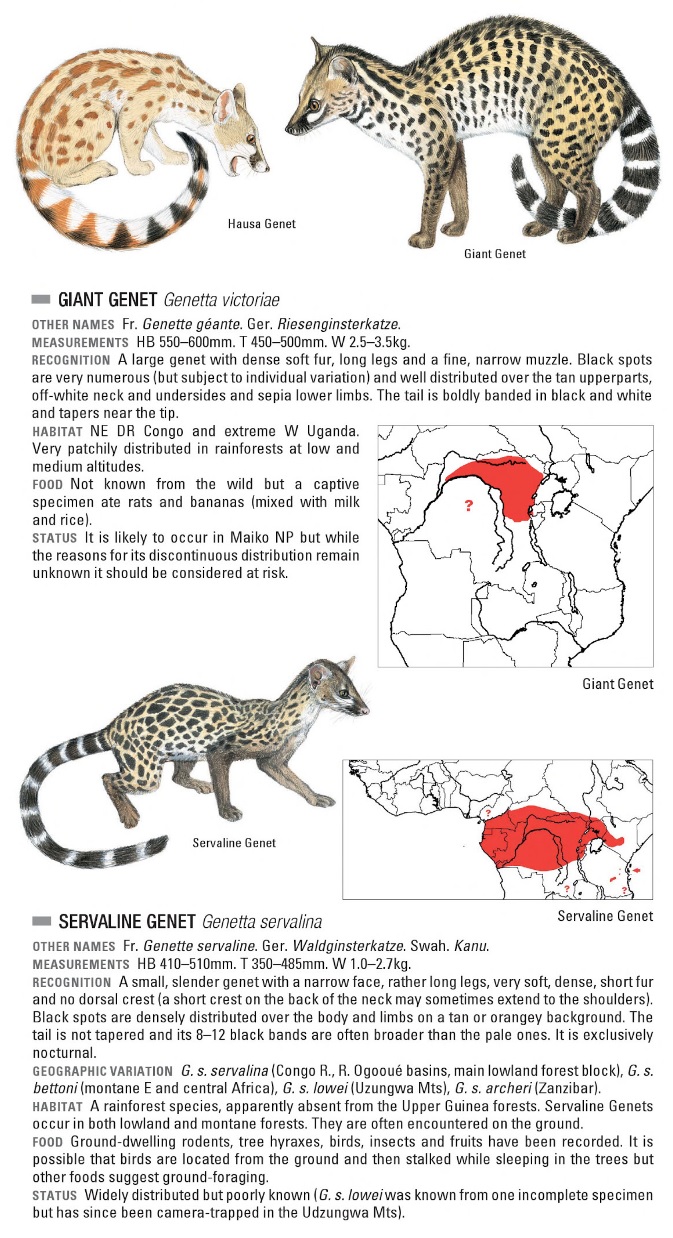 Genet ID - Mammal Watching