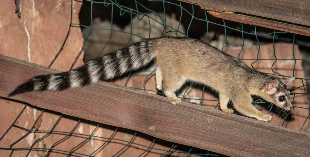 Update on Ringtail at Santa Rita Lodge, Arizona - Mammal Watching