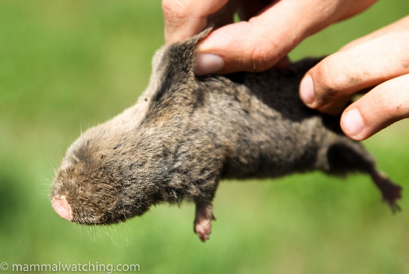 Hungary - Mammal Watching