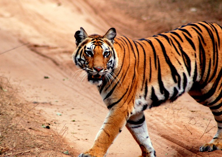 Tiger-India – Mammal Watching